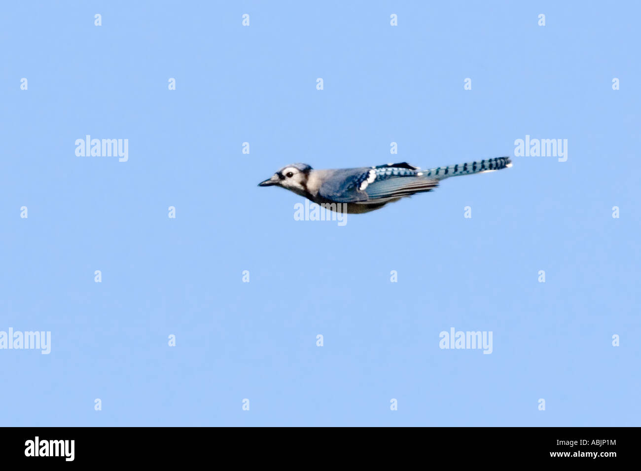 Blue jay flying hi-res stock photography and images - Alamy