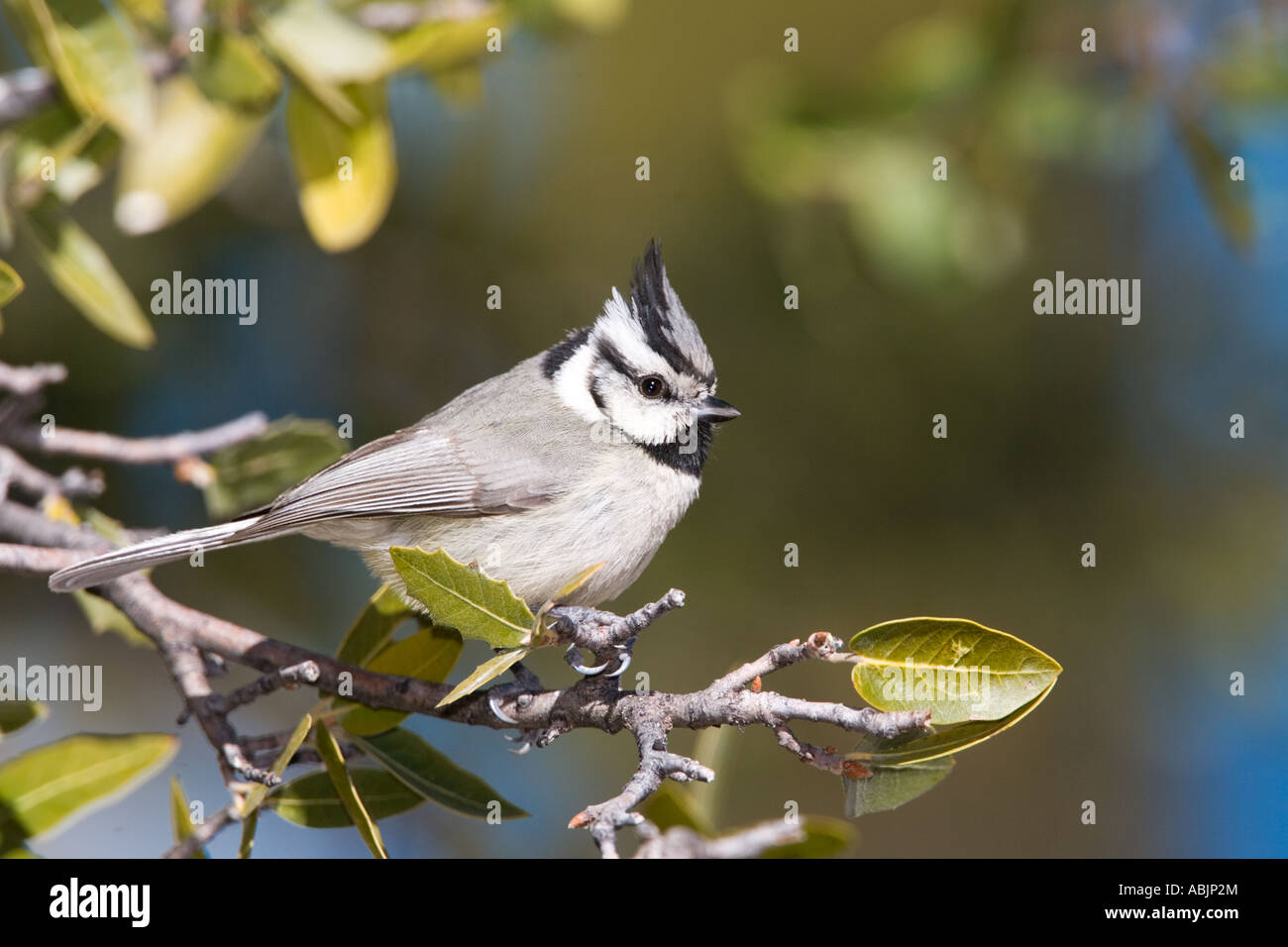 Bridled Titmouse Baeolophus wollweberi Sonoita Cochise County Arizona ...