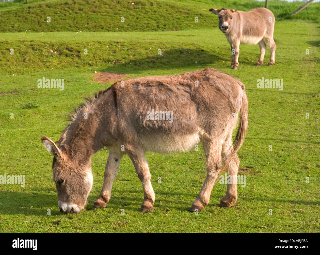 Donkey at grass with second donkey in background Hampshire England ...