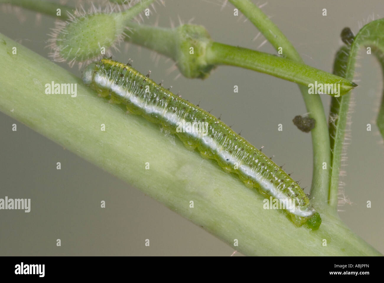 Sicklepod hi-res stock photography and images - Alamy