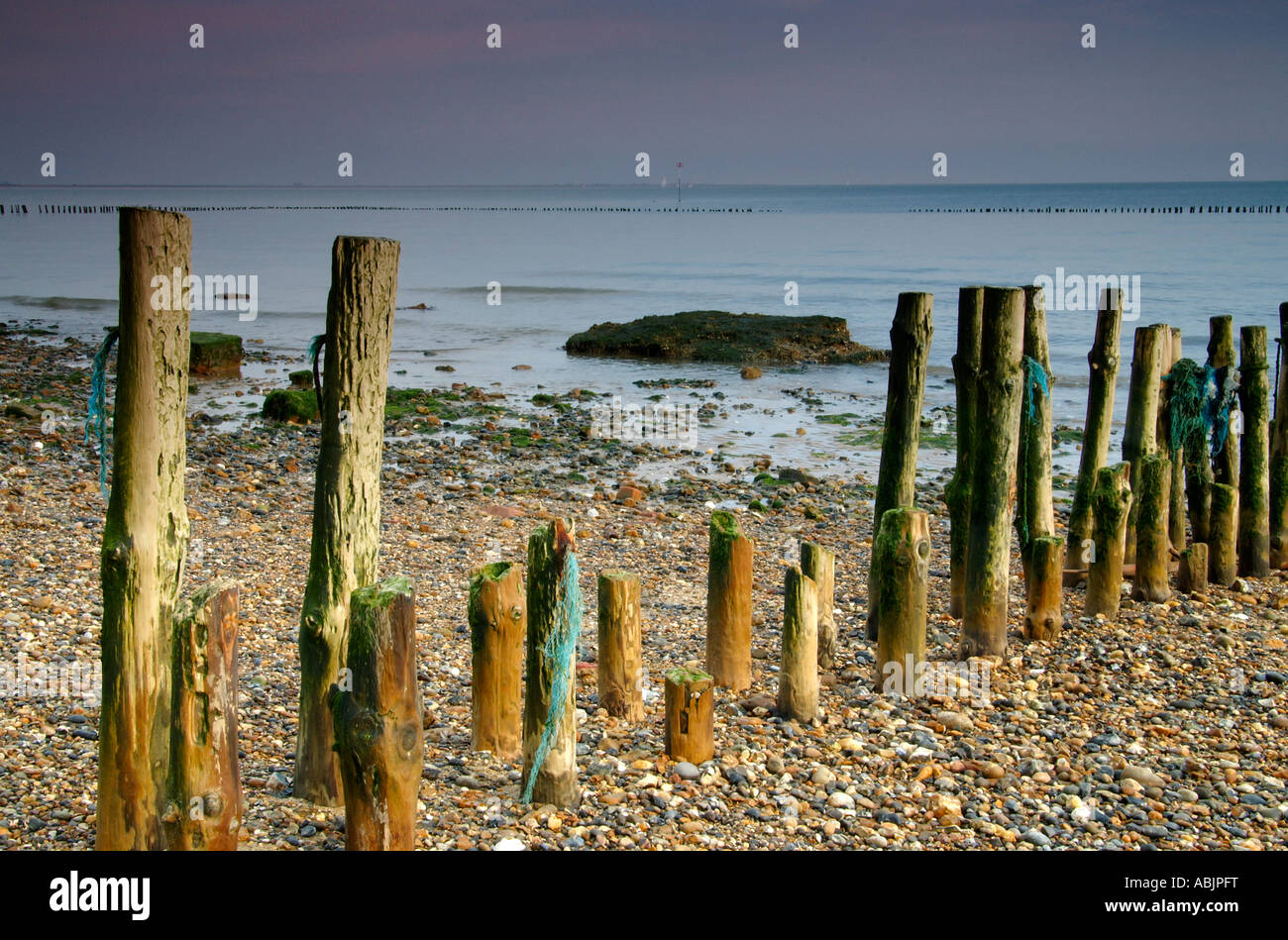 Cudmore grove hi-res stock photography and images - Alamy