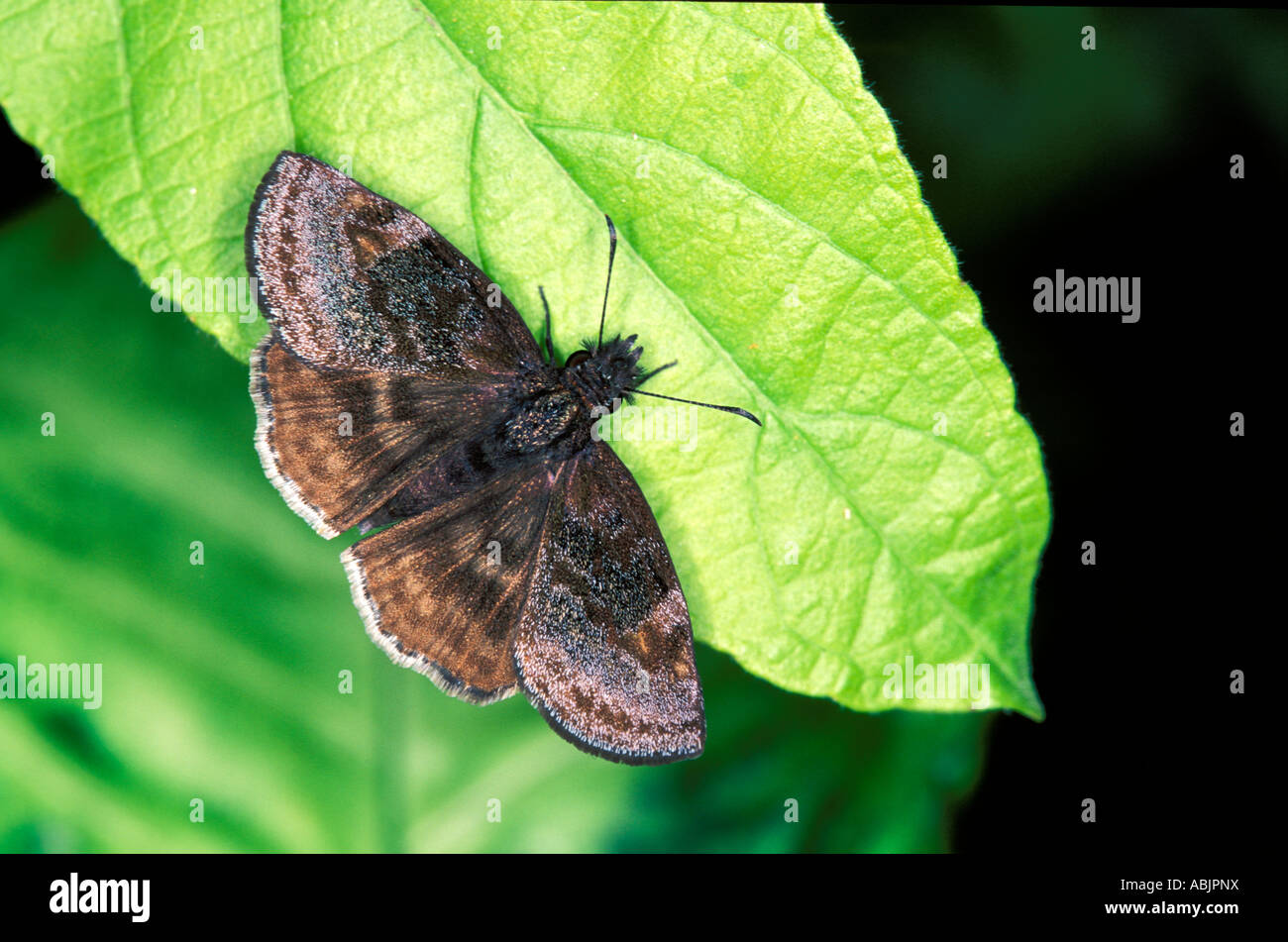 False Duskywing Gesta gesta Nuevo Leon Monterrey Cola de Caballo MEXICO ...