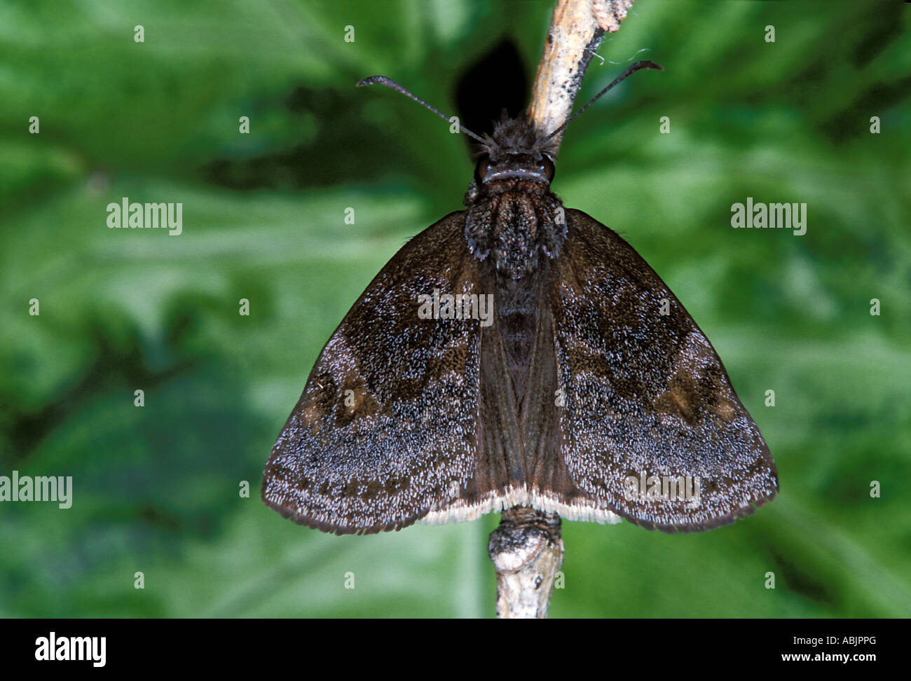 False Duskywing Gesta gesta Nuevo Leon Monterrey Cola de Caballo MEXICO ...