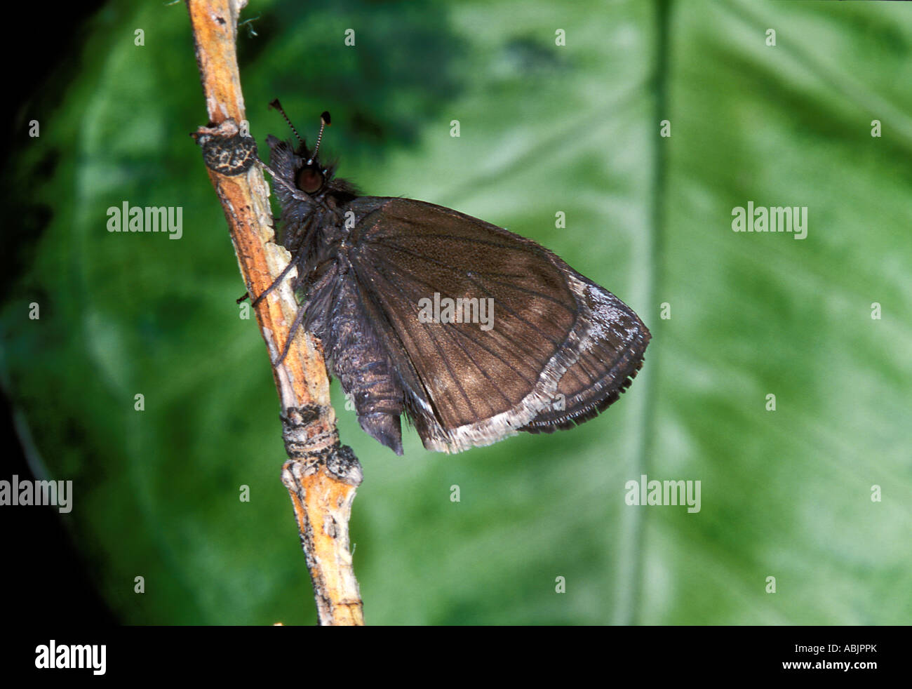 False Duskywing Gesta gesta Nuevo Leon Monterrey Cola de Caballo MEXICO ...