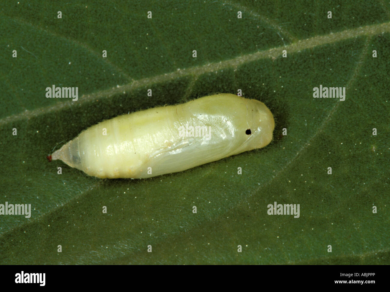 False Duskywing Gesta gesta Nuevo Leon Monterrey Cola de Caballo MEXICO ...