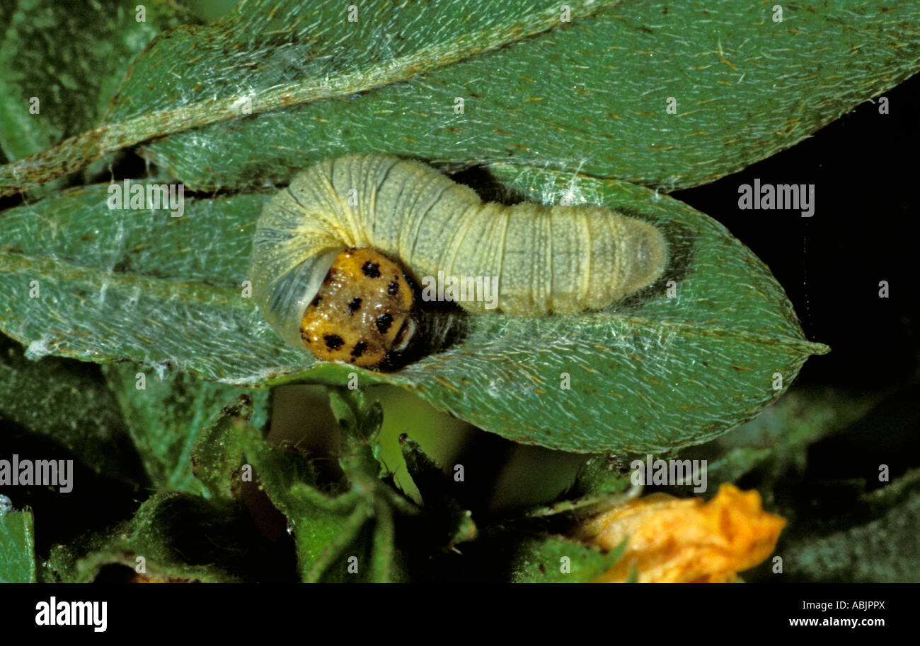 False Duskywing Gesta gesta Nuevo Leon Monterrey Cola de Caballo MEXICO ...