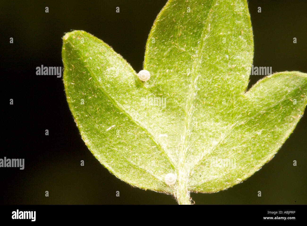 Fatal Metalmark Calephelisnemesis Tucson ARIZONA USA 21 May 2003 ...