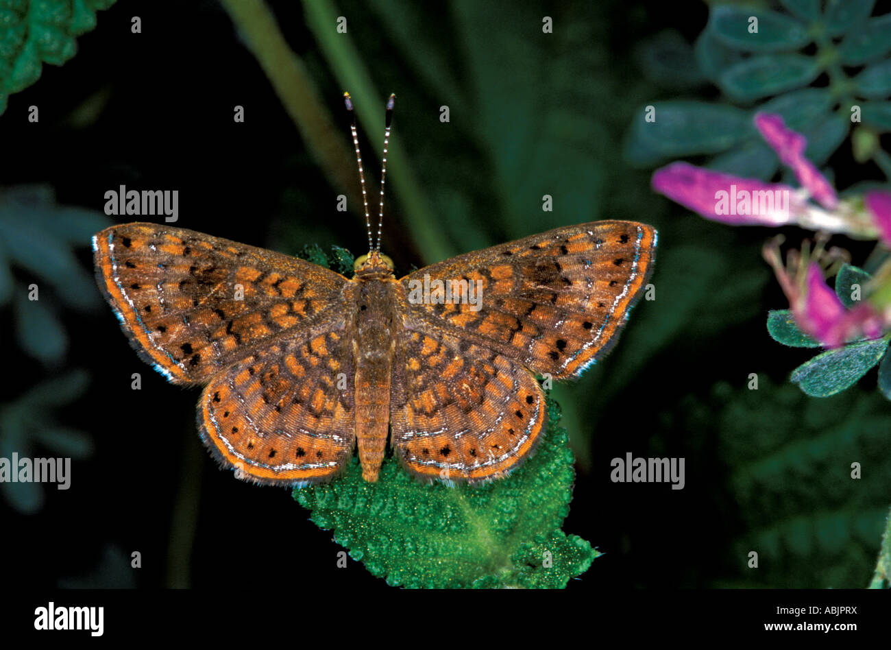 Fatal Metalmark Calephelis nemesis Tucson ARIZONA USA September ...