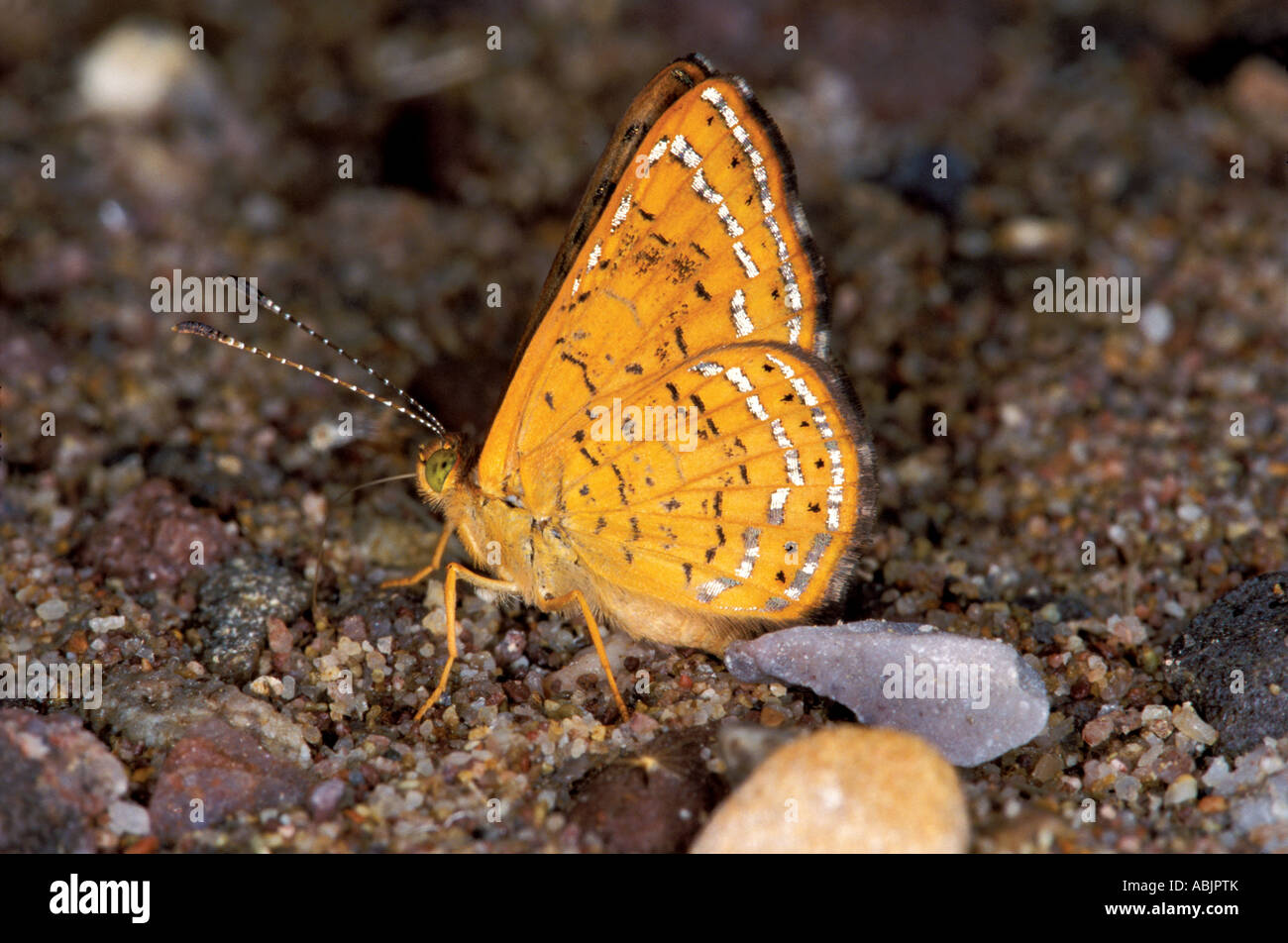 Fatal Metalmark Calephelis nemesis Box Canyon Santa Rita Mountains ...