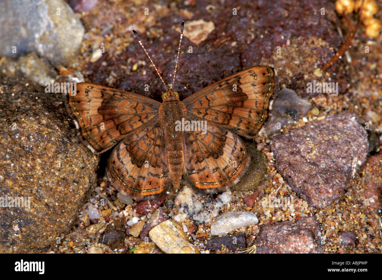 Fatal Metalmark Calephelis nemesis Box Canyon Santa Rita Mountains ...