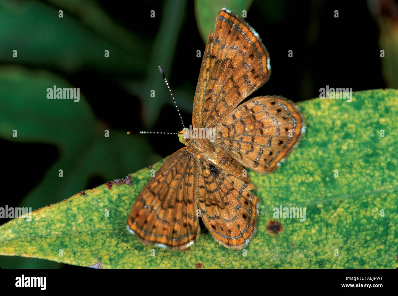 Fatal Metalmark Calephelis nemesis Patagonia ARIZONA USA Female 19 ...