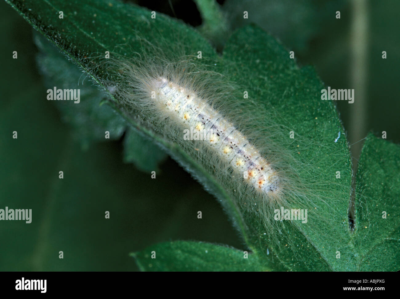 Metalmark Caterpillar High Resolution Stock Photography and Images - Alamy