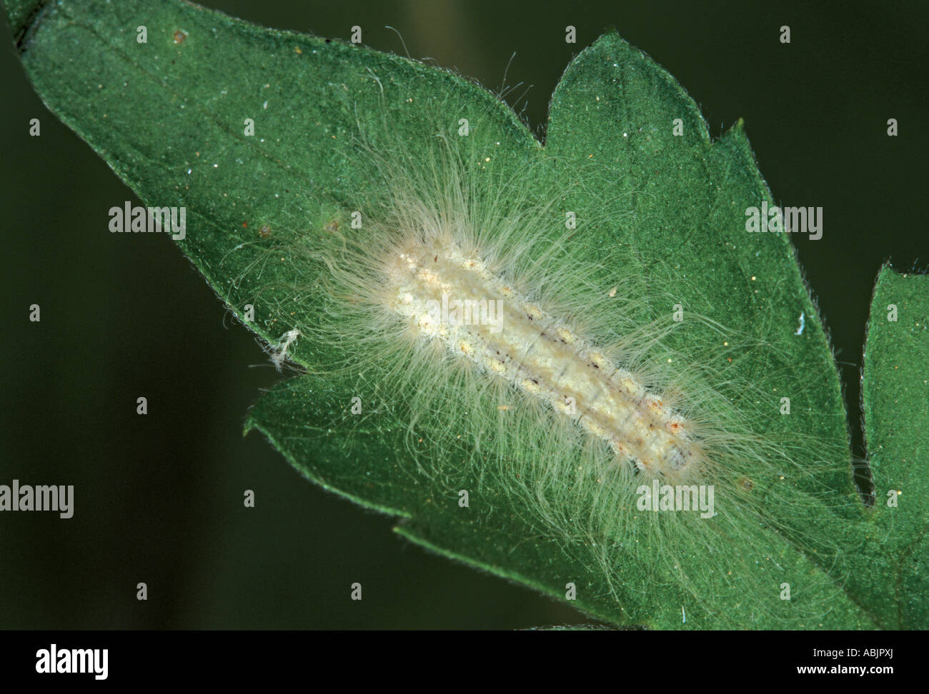 Metalmark Caterpillar High Resolution Stock Photography and Images - Alamy
