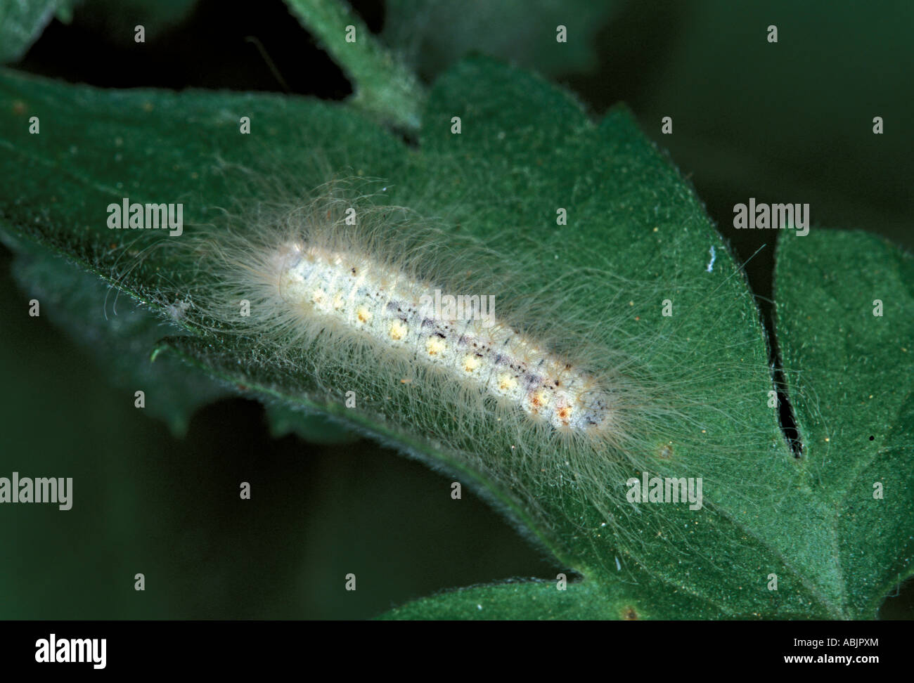 Fatal Metalmark Calephelis nemesis Tucson ARIZONA USA 29 August ...
