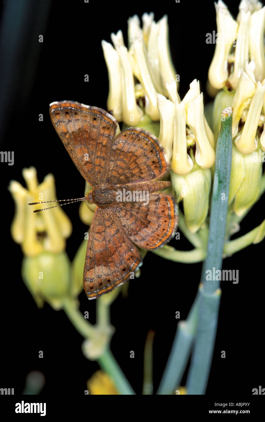 Fatal Metalmark Calephelis nemesis Tucson ARIZONA USA September ...