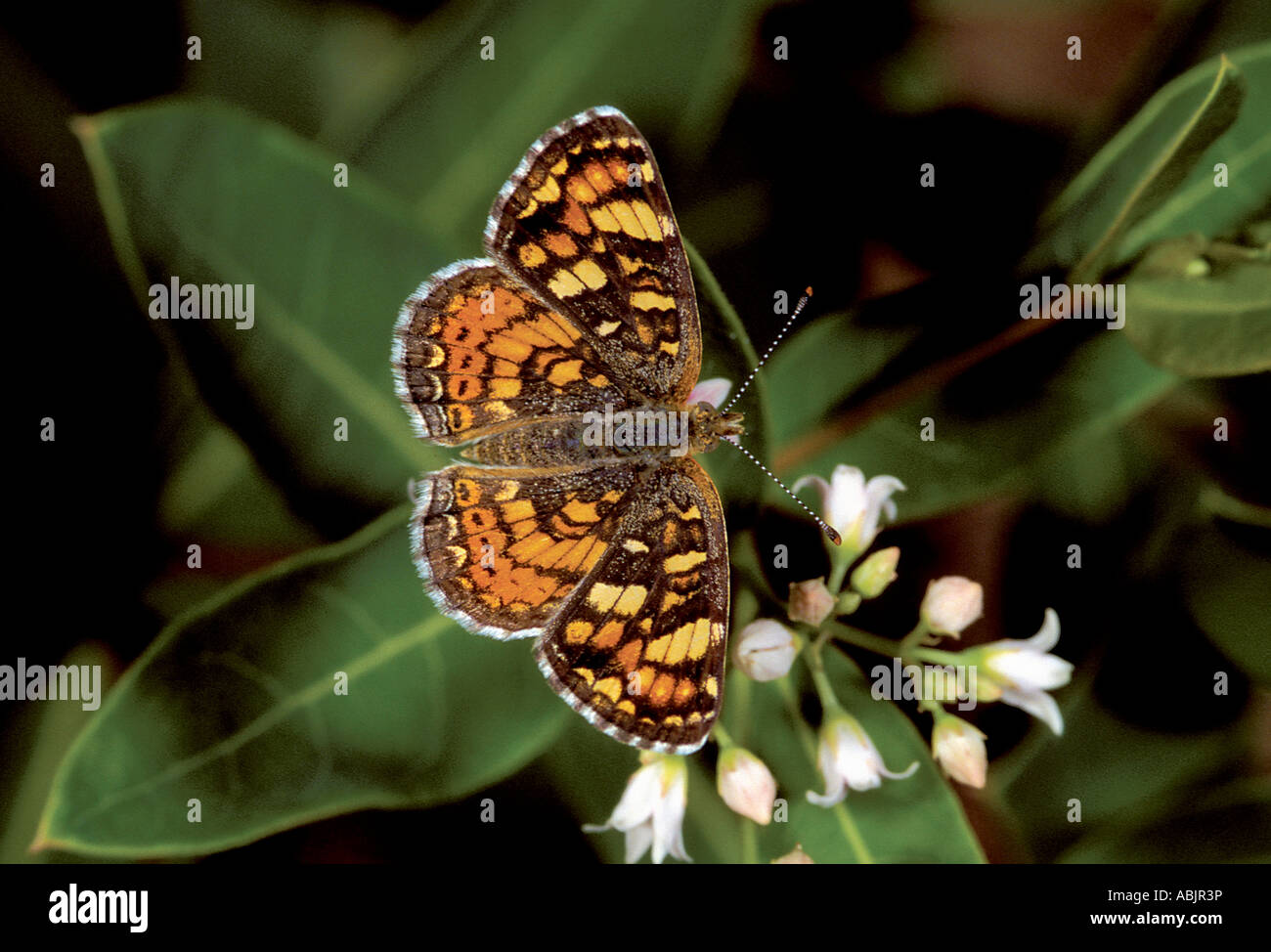 Field Crescent Phyciodes campestris Phantom Canyon Canon Colorado ...