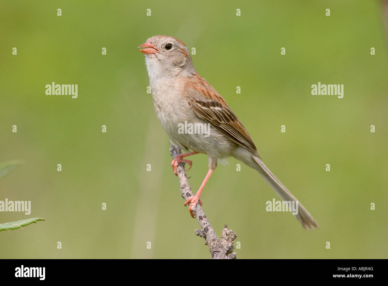 Field Sparrow Spizella pusilla Tall Grass Prairie Preserve Pawhaska ...