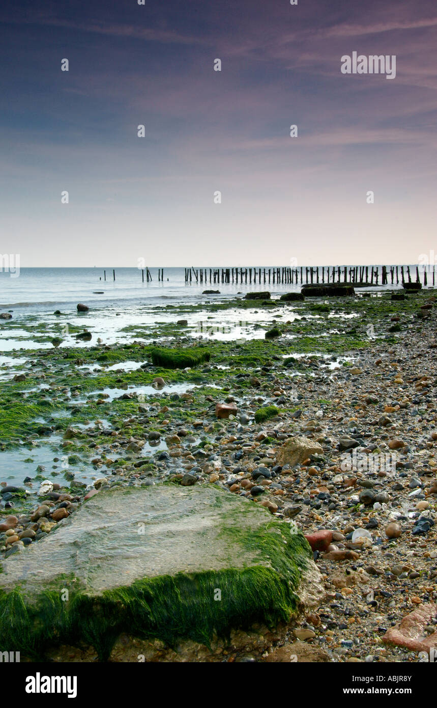 Cudmore grove hi-res stock photography and images - Alamy