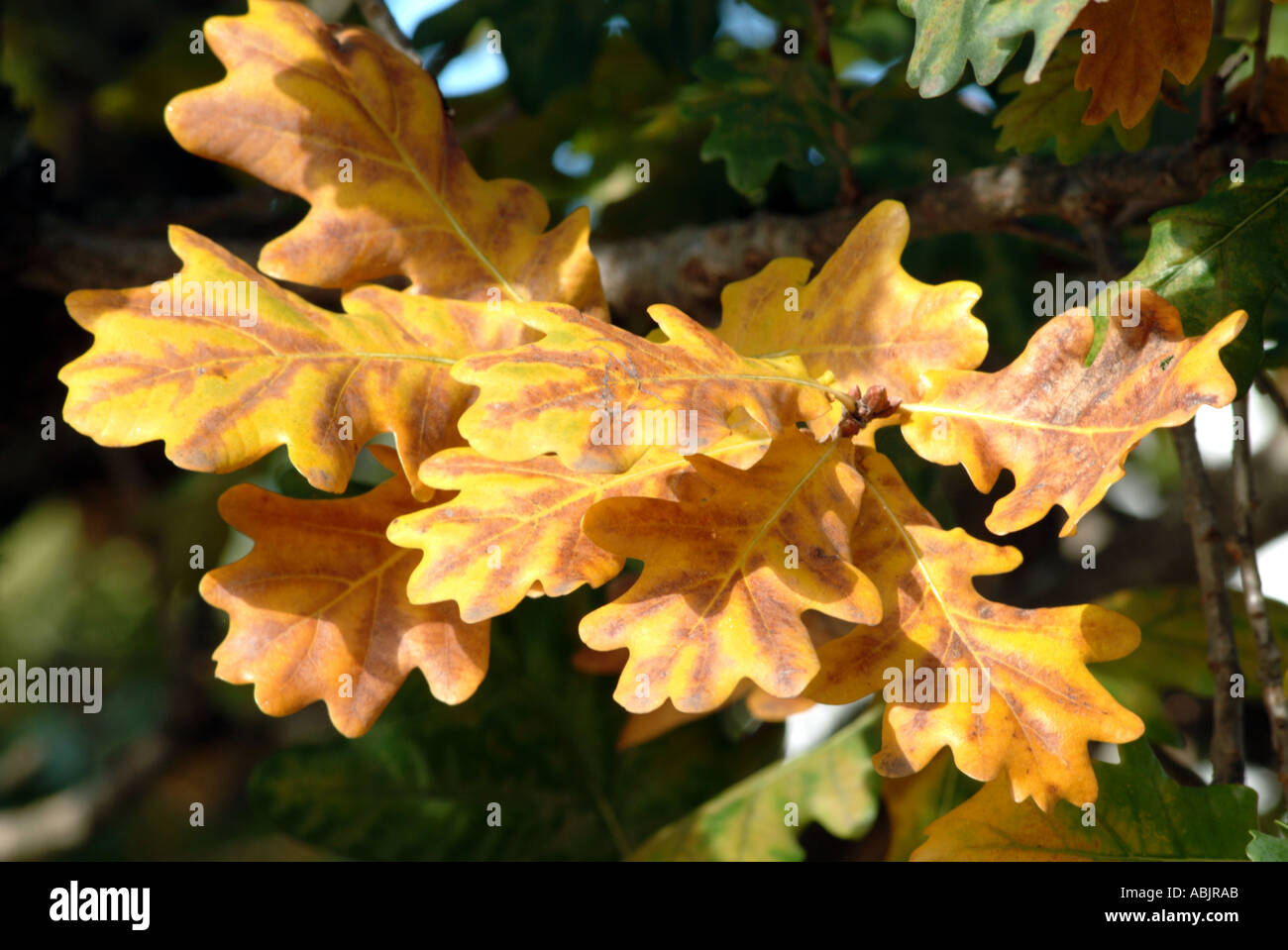 African oak hi-res stock photography and images - Alamy