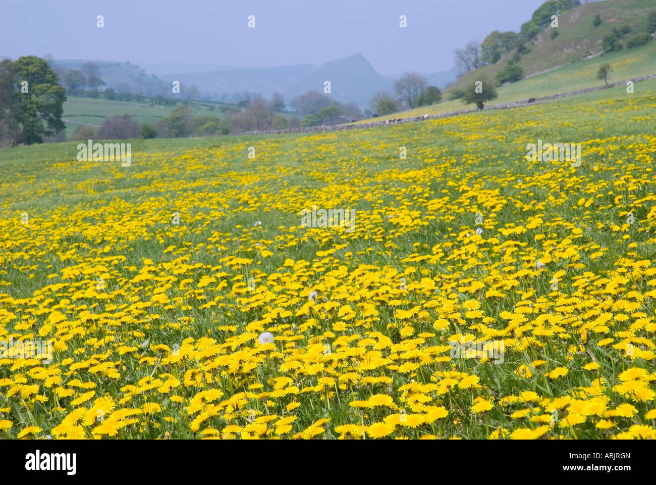 Dandelion Meadow, Hartington, Dove Valley, Peak District, Derbyshire ...