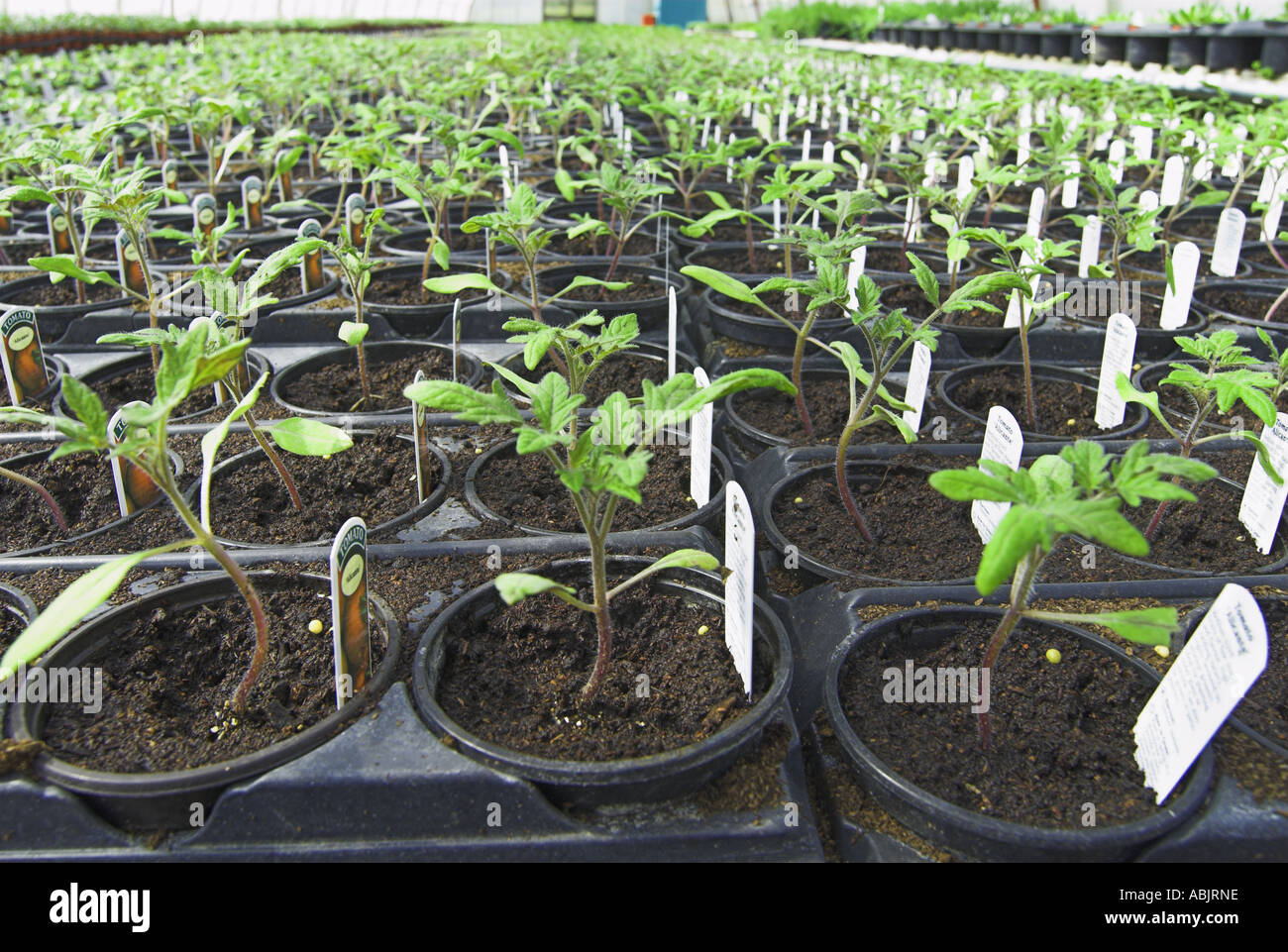 Commercially grown tomato plants in greenhouse on nursery staging ...