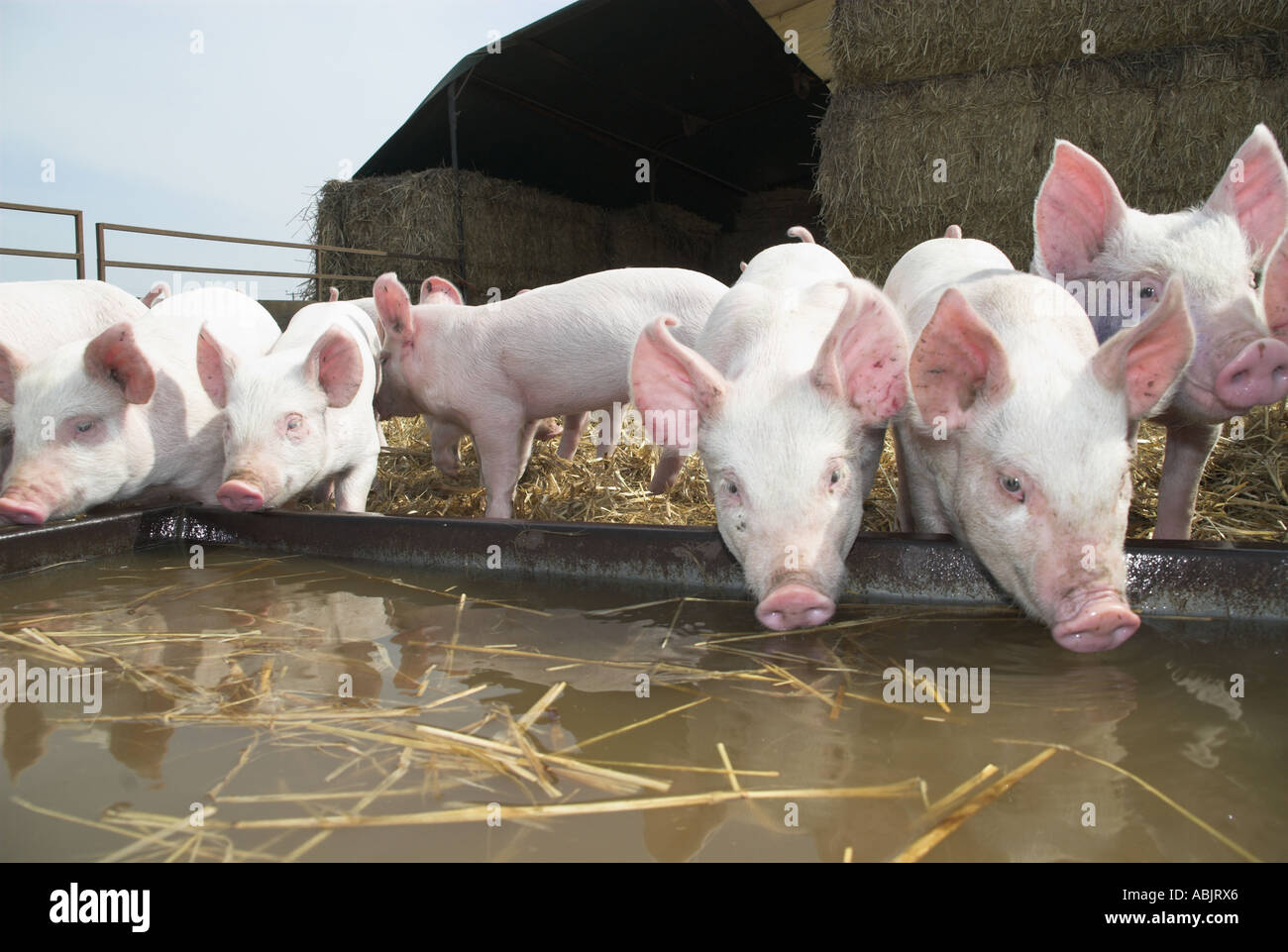Farm pigs trough uk hi-res stock photography and images - Alamy