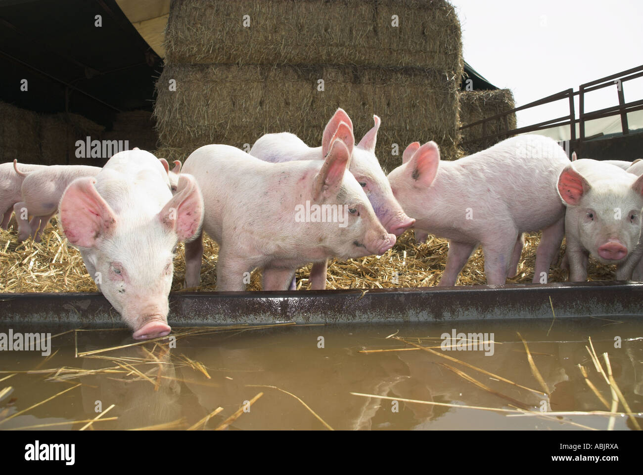 Farm pigs trough uk hi-res stock photography and images - Alamy