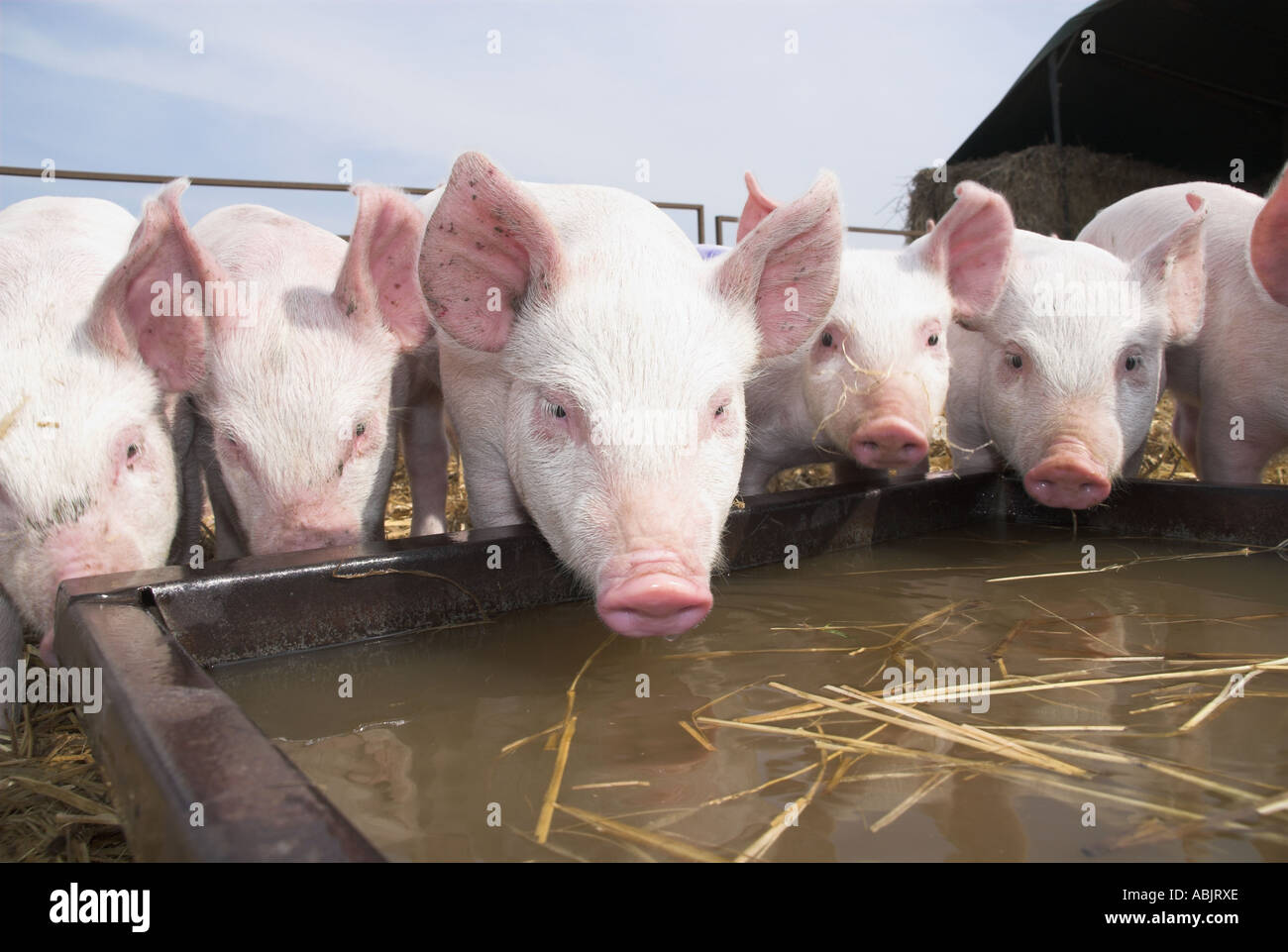 Farm pigs trough uk hi-res stock photography and images - Alamy