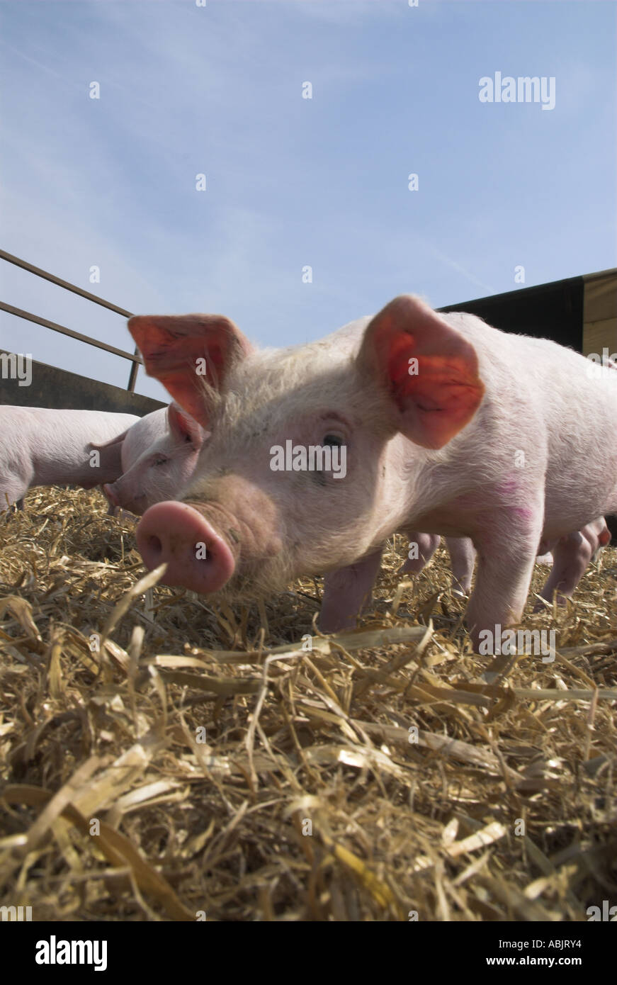 Weaner pigs small pig rearing hi-res stock photography and images - Alamy