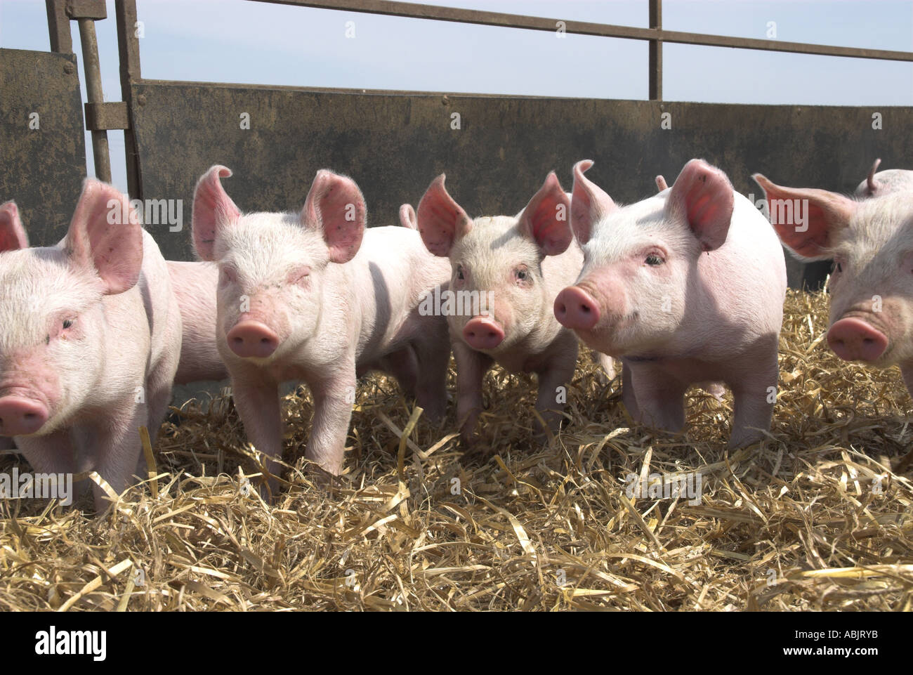 Weaner pigs small pig rearing unit Norfolk UK Stock Photo - Alamy