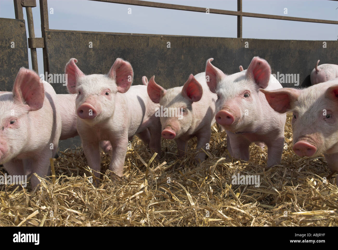 Weaner pigs hi-res stock photography and images - Alamy
