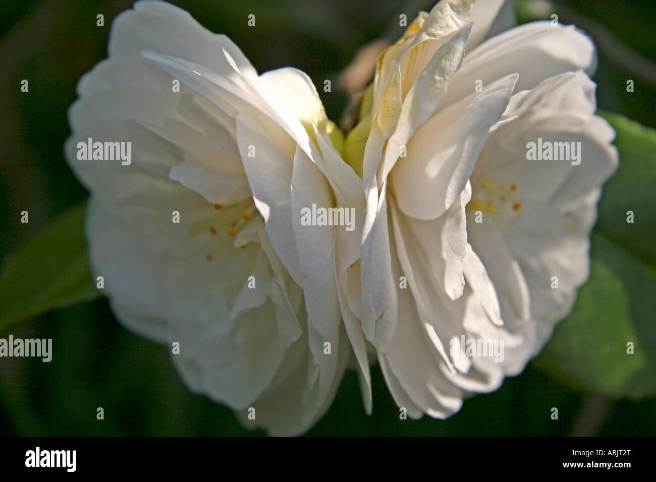 Two white roses Stock Photo - Alamy