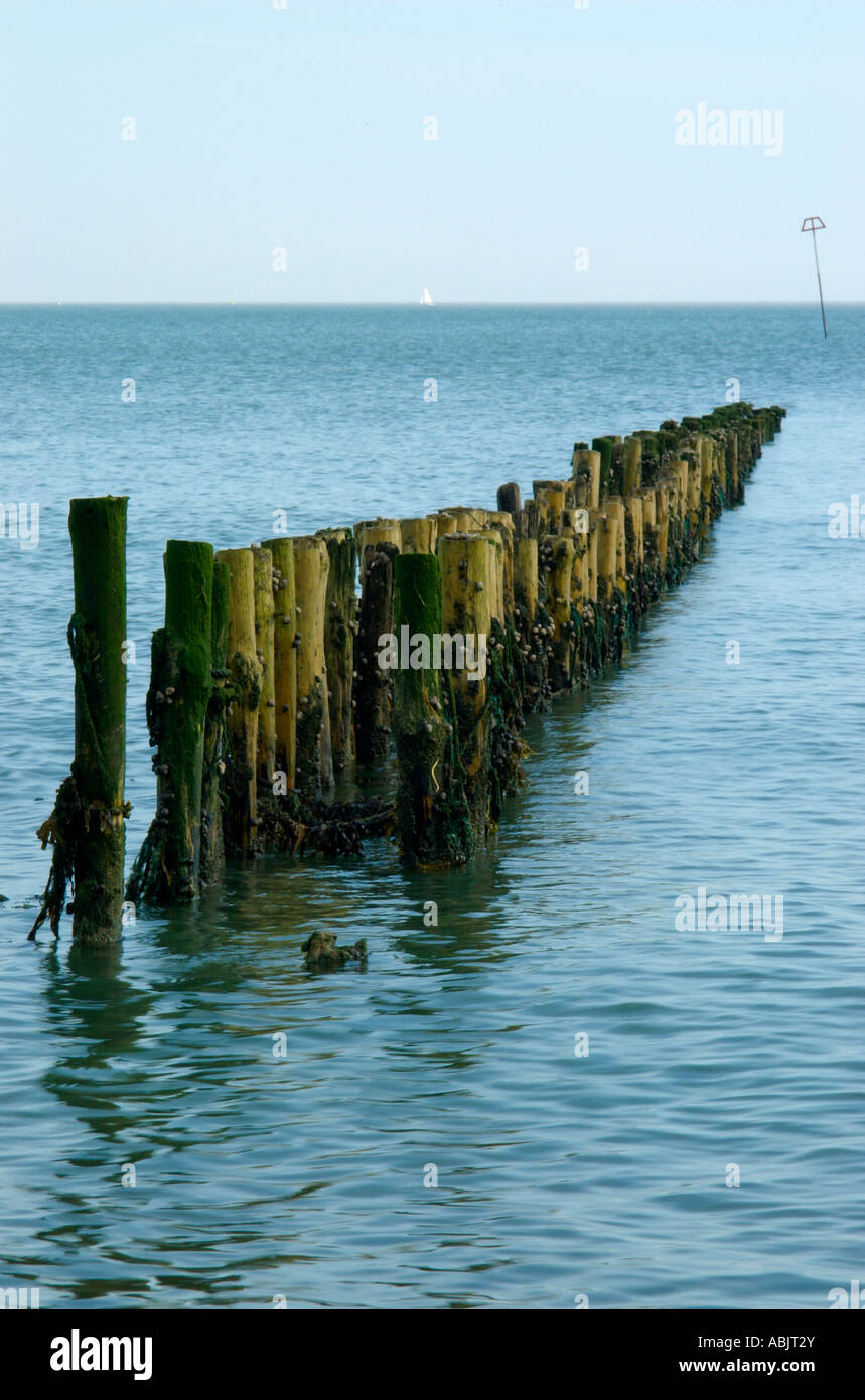 Cudmore grove hi-res stock photography and images - Alamy