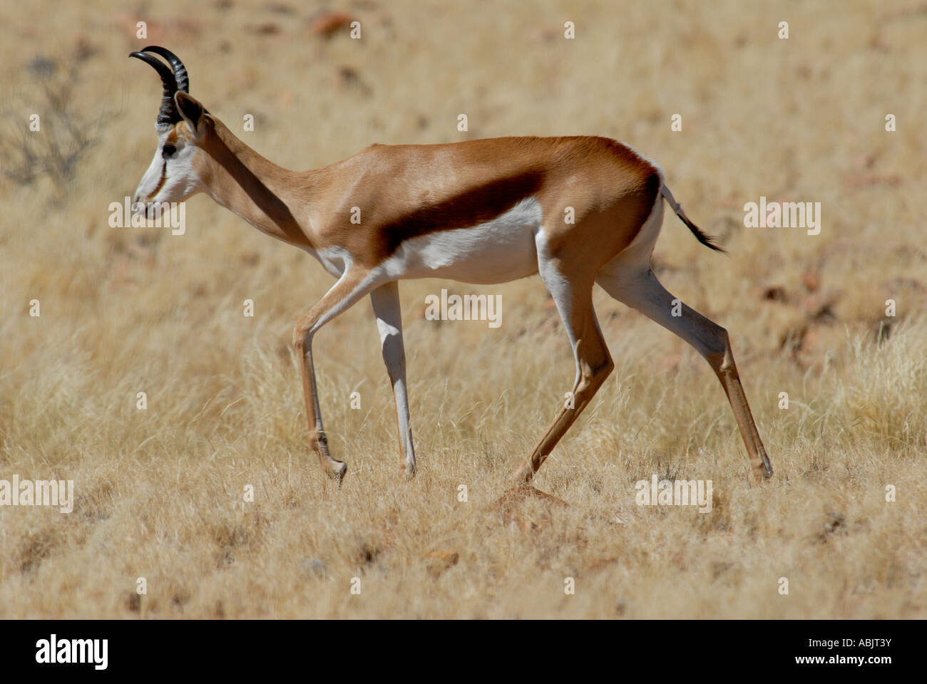 Springbok Namib Rand Nature Reserve Namibia Southern Africa Stock Photo ...