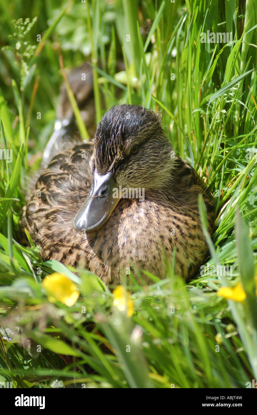 Duckling hiding hi-res stock photography and images - Alamy