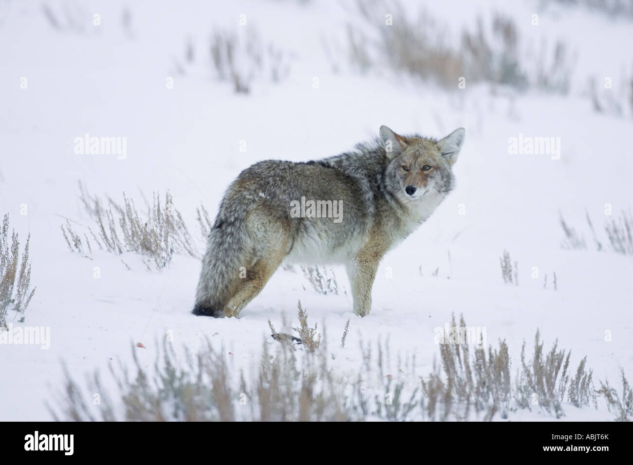 Coyote in Yellowstone National Park Stock Photo - Alamy