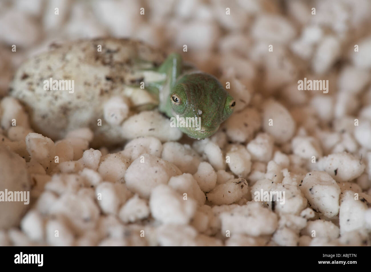 Baby Chameleon Hatching