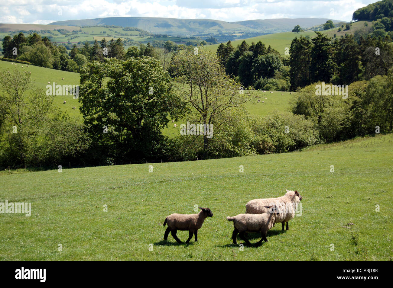 Sennybridge brecon beacons hi-res stock photography and images - Alamy