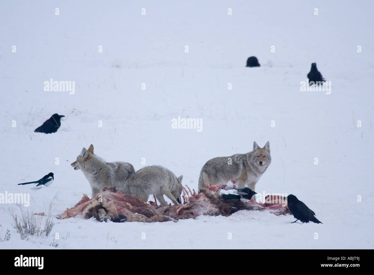 Wolf howling yellowstone hi-res stock photography and images - Alamy