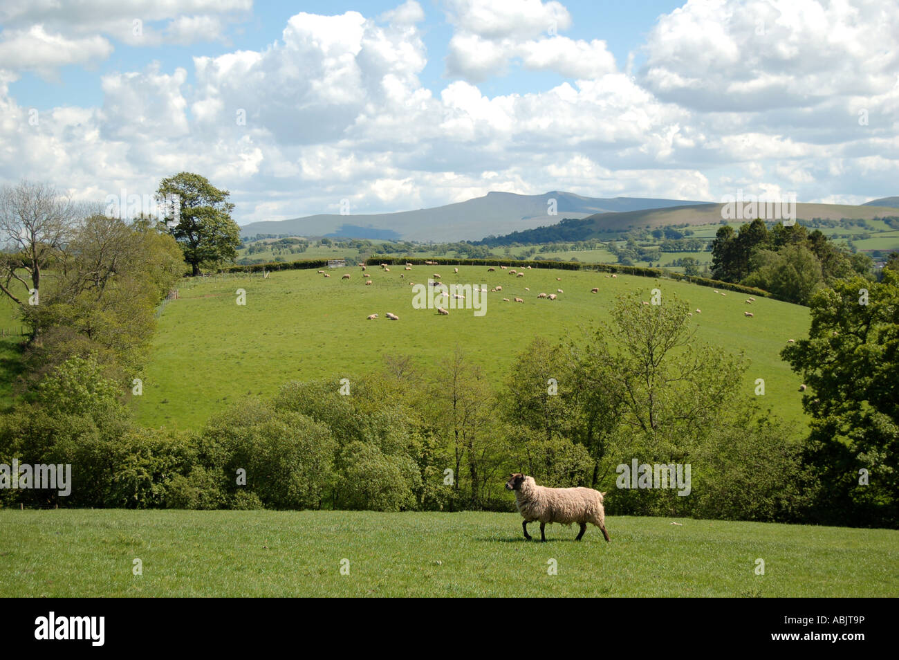 Sennybridge brecon beacons hi-res stock photography and images - Alamy