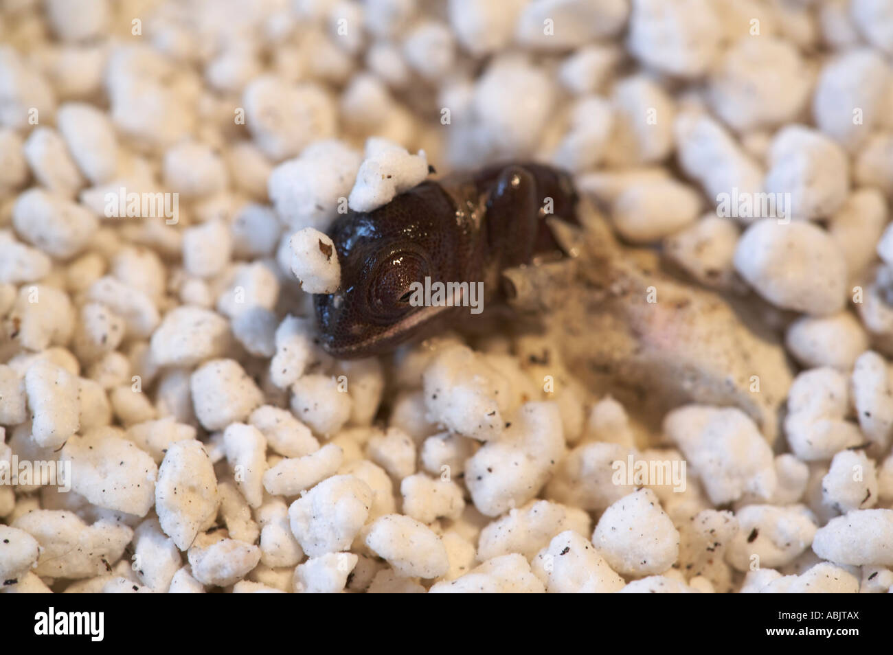 Chameleon emerging from egg Stock Photo - Alamy