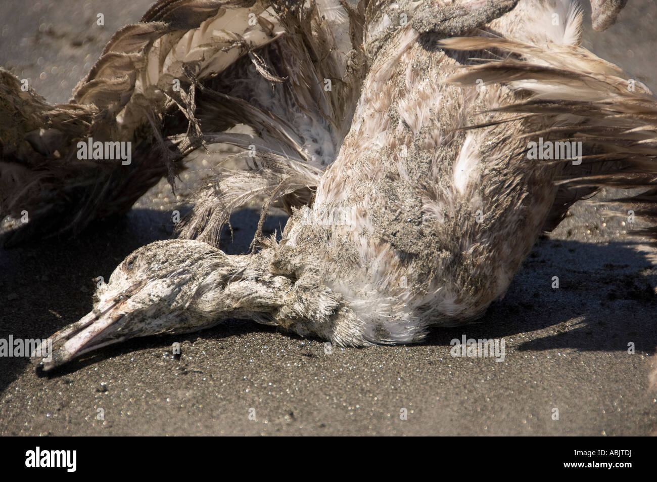 Dead Gull on the Beach, Baja California Stock Photo - Alamy