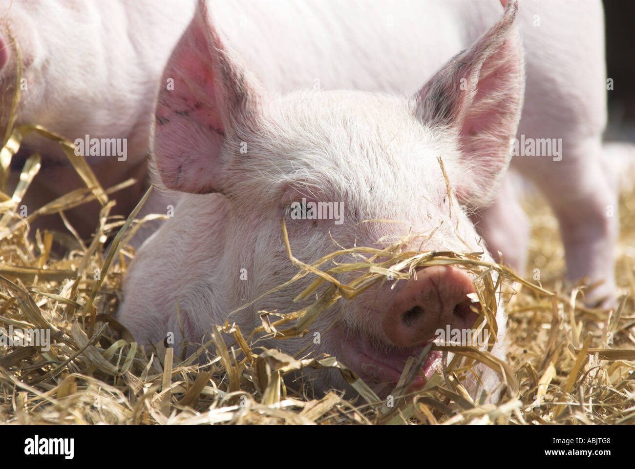 Pig unit uk hi-res stock photography and images - Alamy