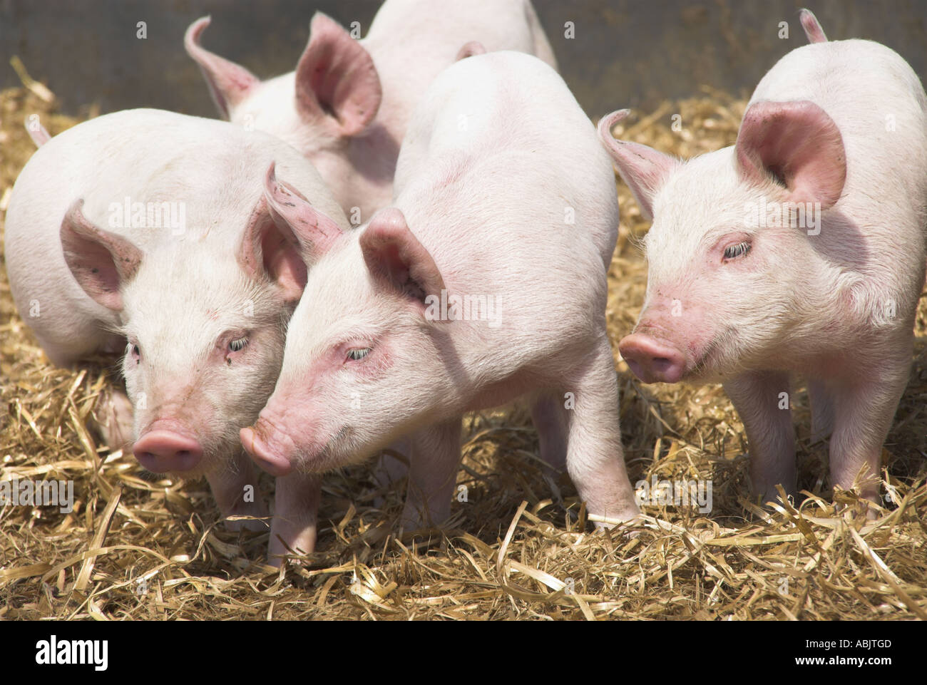 Weaner piglets small pig rearing unit Norfolk UK Stock Photo - Alamy