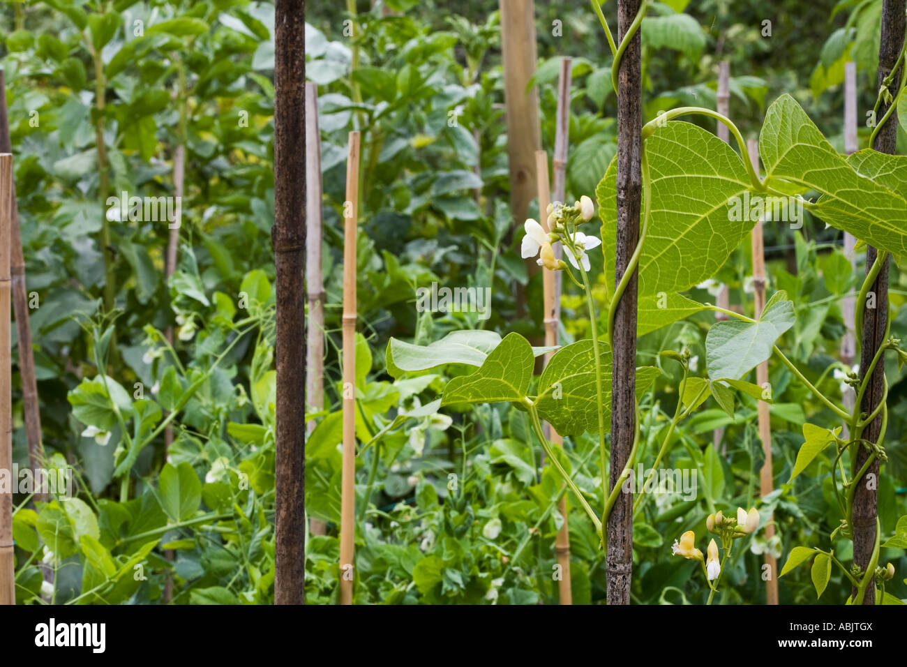 Bean poles in the vegetable patch Stock Photo - Alamy