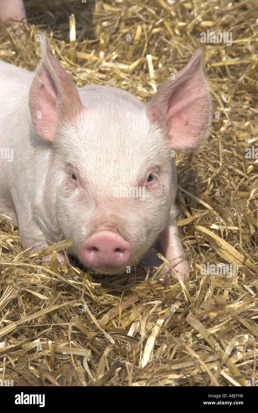 Pig unit uk hi-res stock photography and images - Alamy