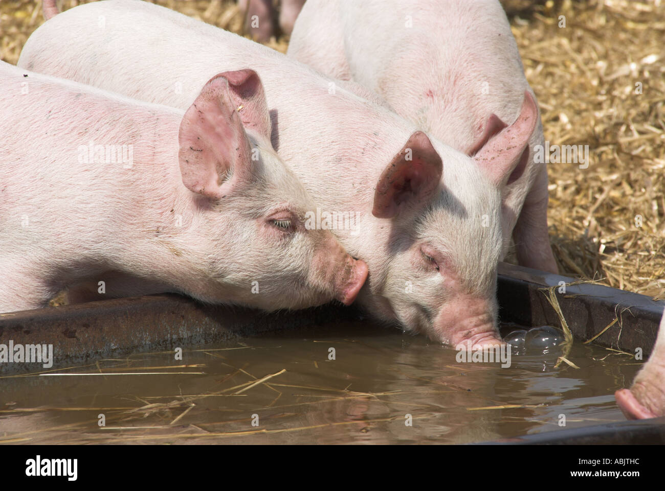 Farm pigs trough uk hi-res stock photography and images - Alamy