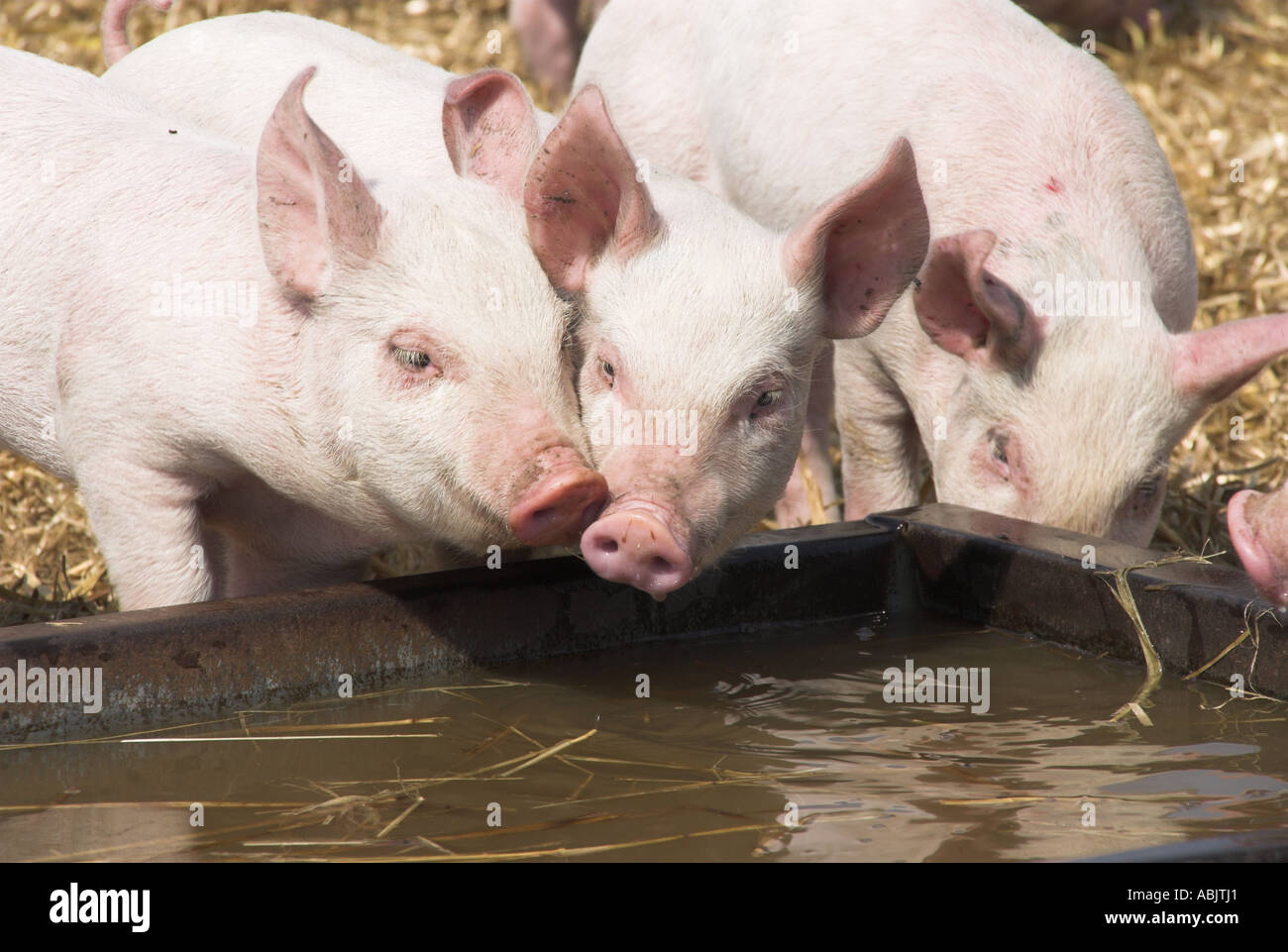 Farm pigs trough uk hi-res stock photography and images - Alamy