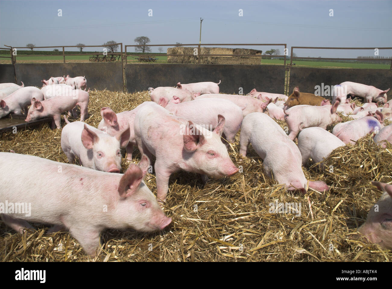 Pig unit uk hi-res stock photography and images - Alamy