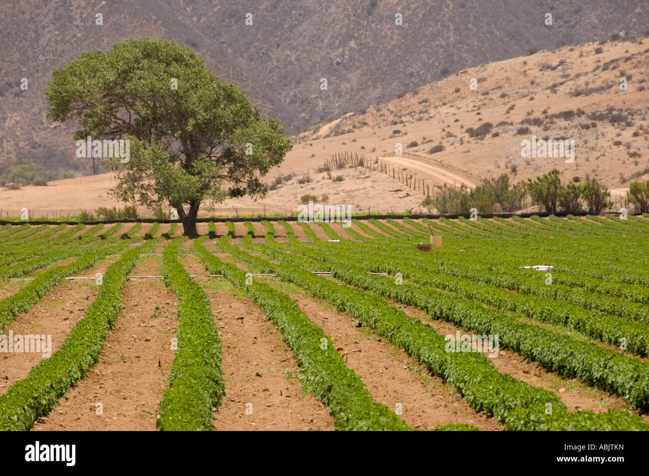 Farming in Mexico Stock Photo - Alamy
